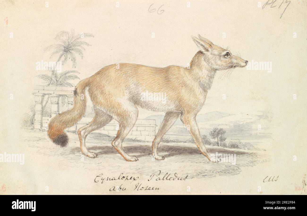 Pale Dog Fox circa 1837 by Charles Hamilton Smith Stock Photo - Alamy