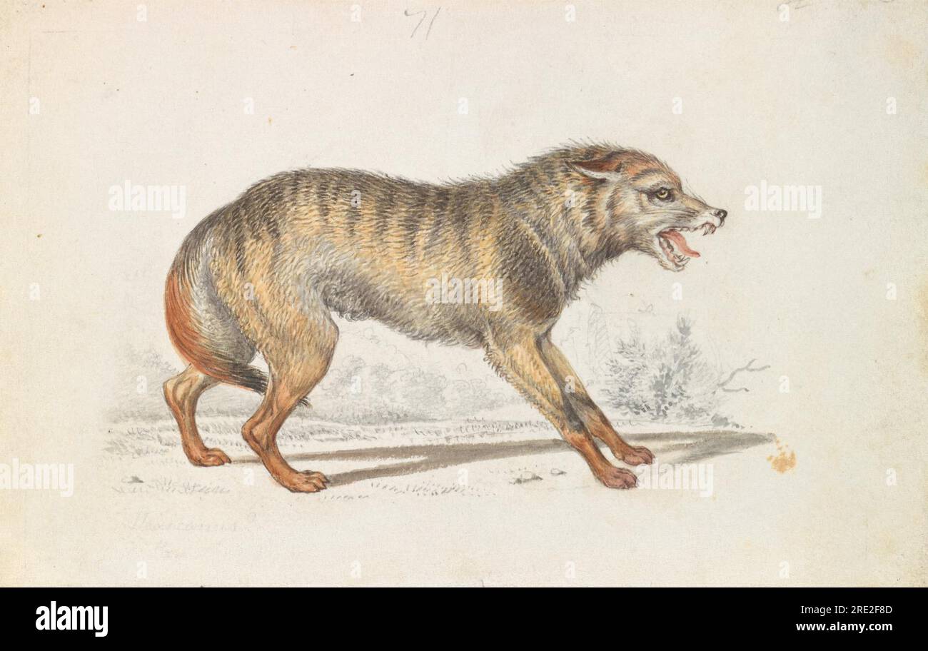 Wolf of Southern States, North America circa 1837 by Charles Hamilton ...