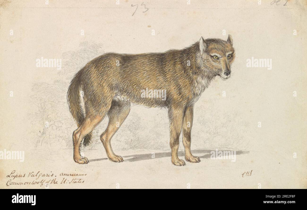 The Gray Wolf circa 1837 by Charles Hamilton Smith Stock Photo - Alamy