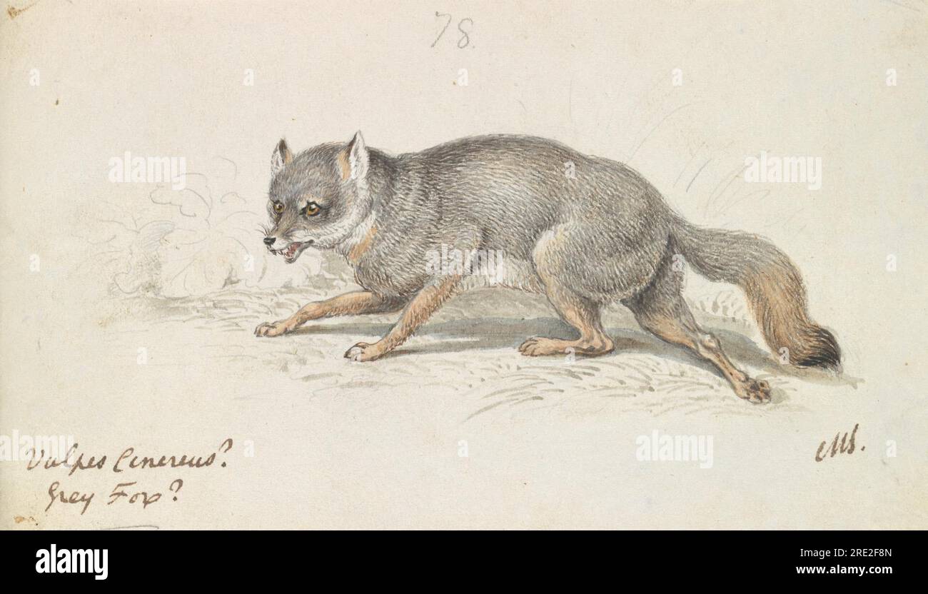 The Gray Fox circa 1837 by Charles Hamilton Smith Stock Photo - Alamy