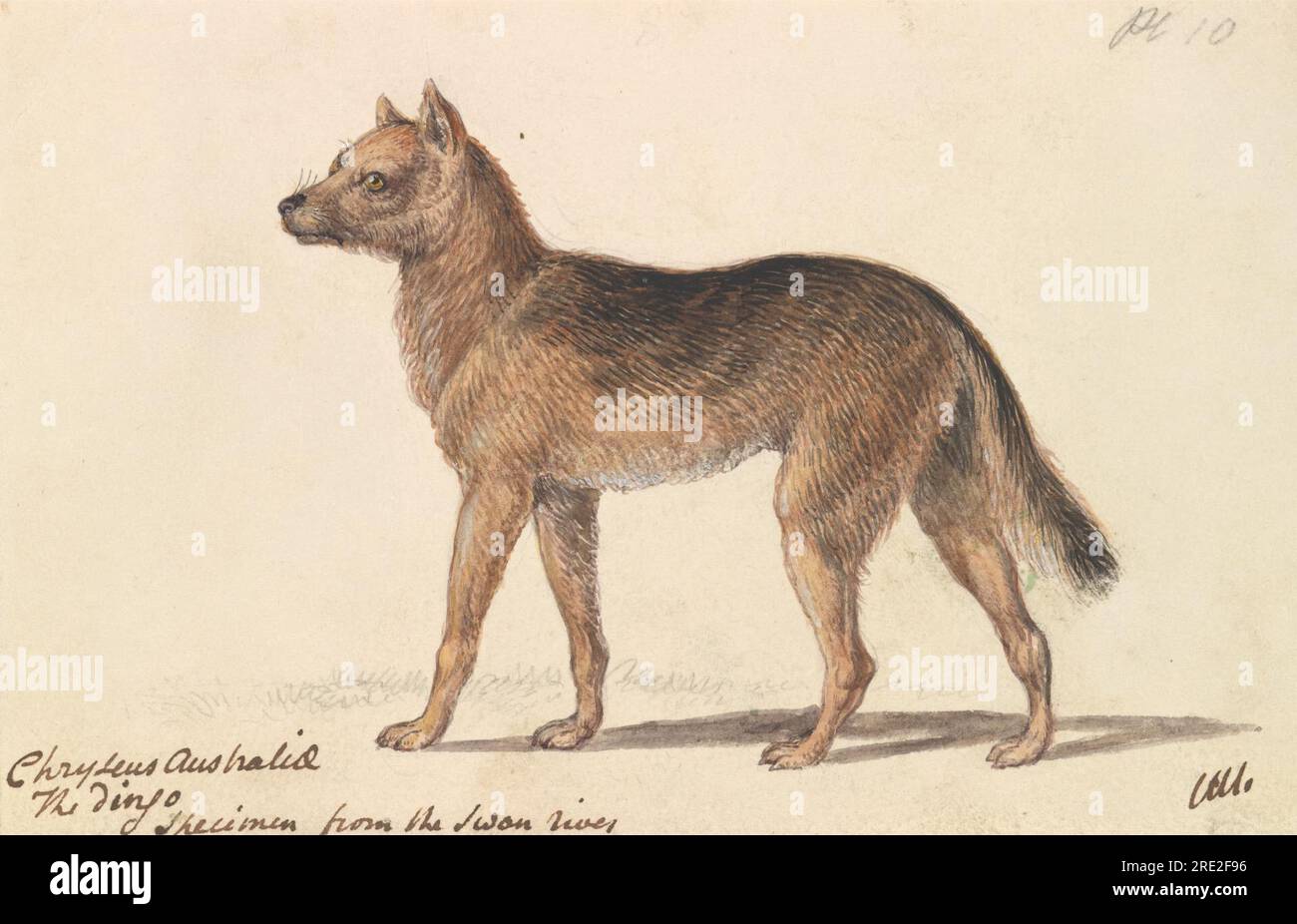 New holland dingo hi-res stock photography and images - Alamy