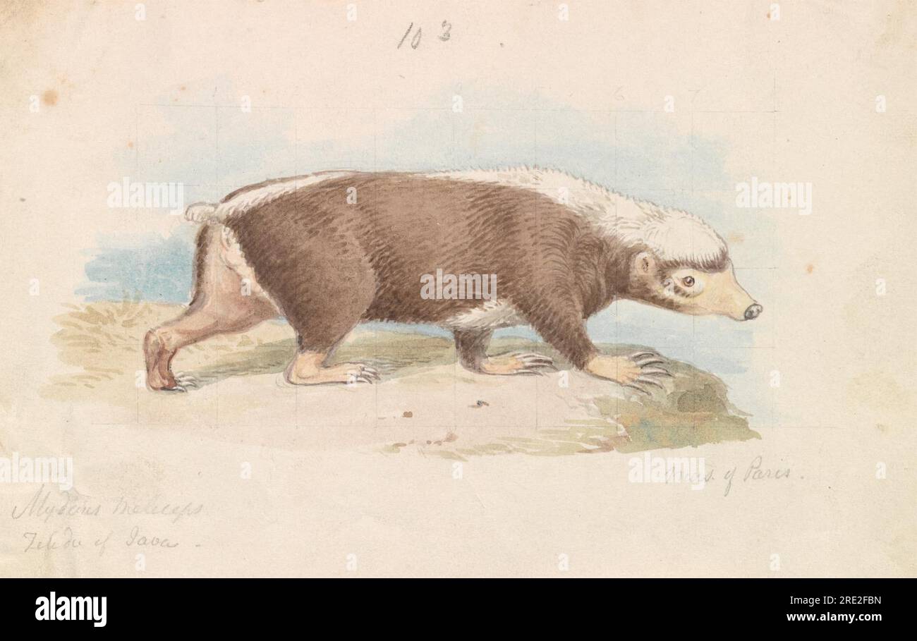 Sunda Stink Badger circa 1837 by Charles Hamilton Smith Stock Photo - Alamy