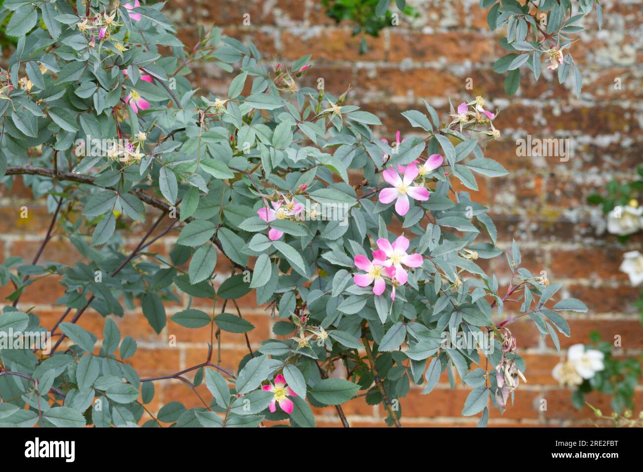 Blue green foliage and dainty pink summer flowers of species rose, Rosa ...