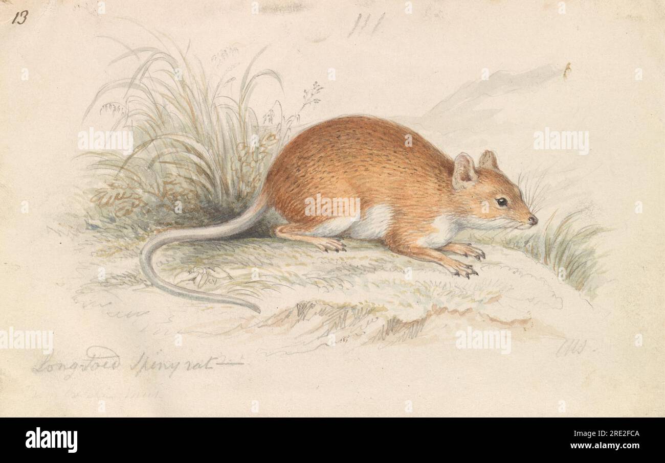 Long-Tailed Spiny Rat circa 1837 by Charles Hamilton Smith Stock Photo ...