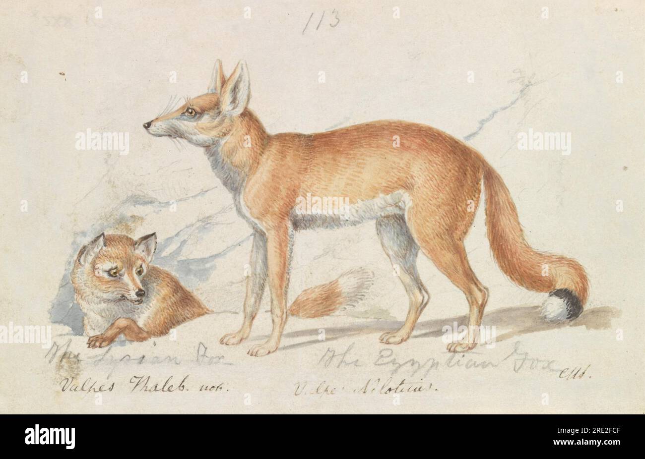 The Syrian Fox and The Egyptian Fox circa 1837 by Charles Hamilton ...