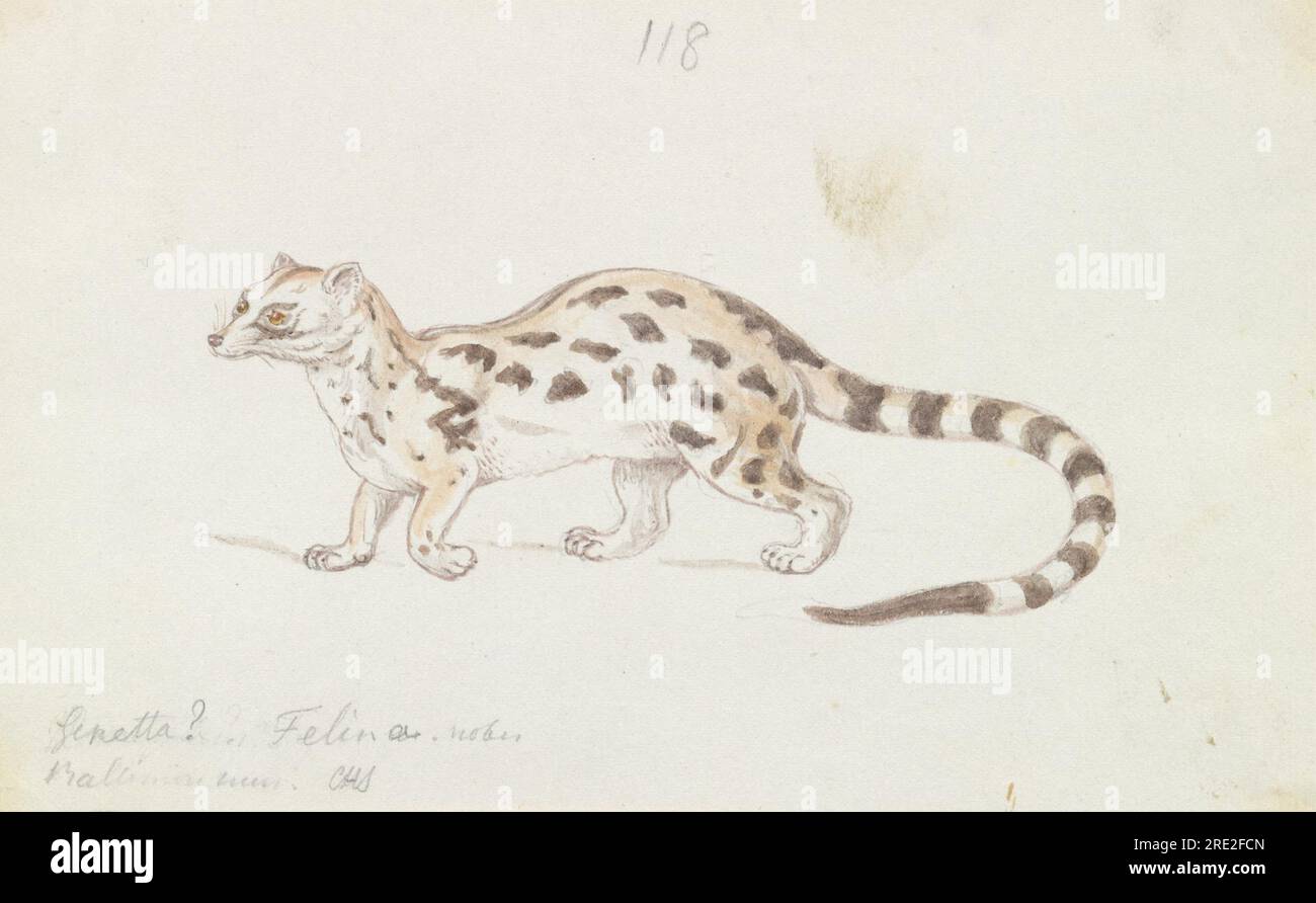 Small Indian Civet circa 1837 by Charles Hamilton Smith Stock Photo - Alamy
