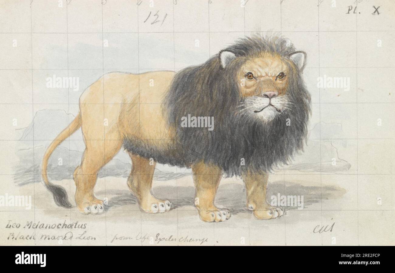 Black Maned Cape Lion