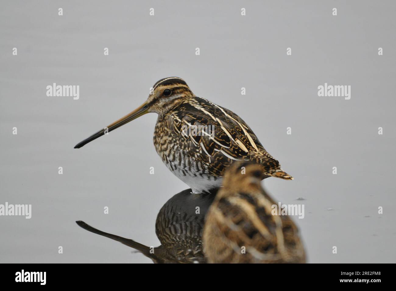 Pool snipes hi-res stock photography and images - Alamy