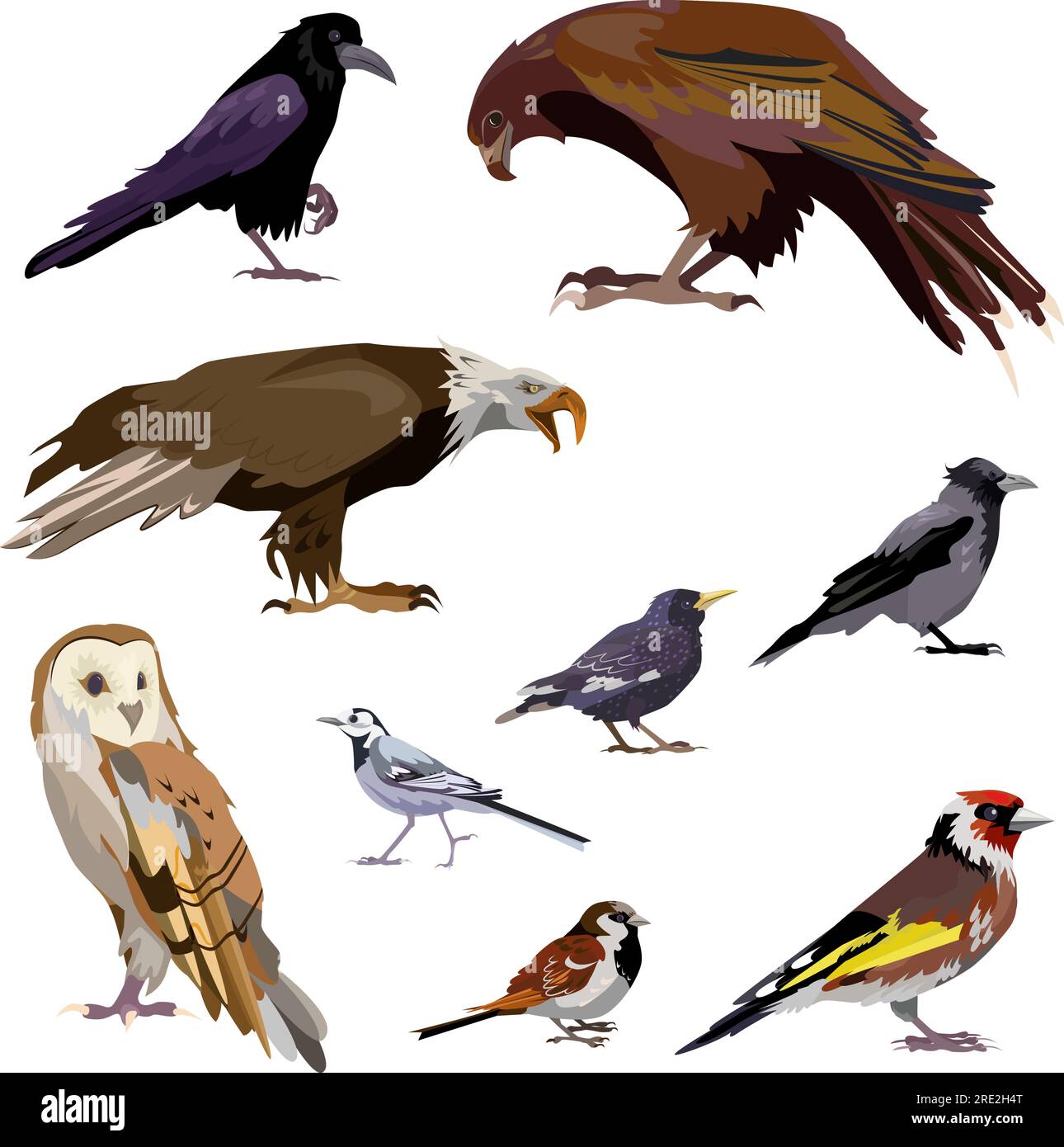 Well-known birds set Stock Vector Image & Art - Alamy