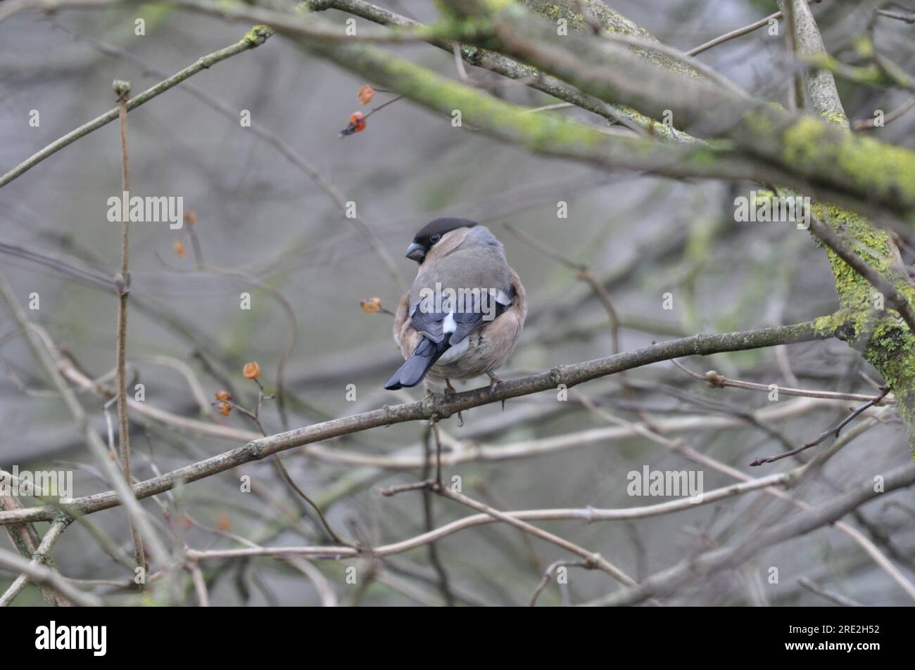 Bull finch hi-res stock photography and images - Alamy