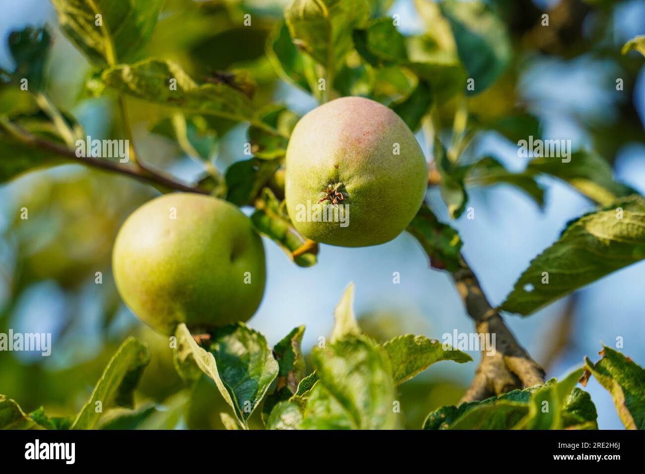 Fresh apples. Apple tree with ripe, fresh, green and red apples. Fresh ...