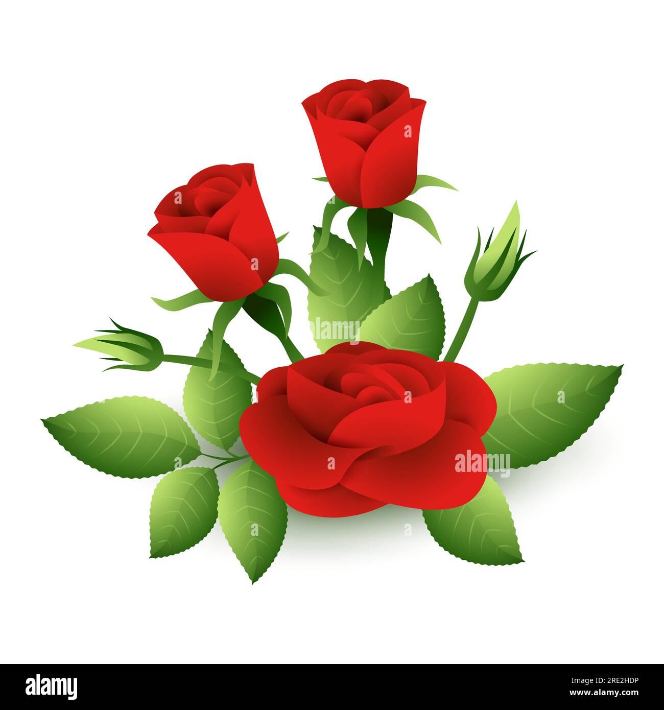 Red roses illustration Stock Vector Image & Art - Alamy