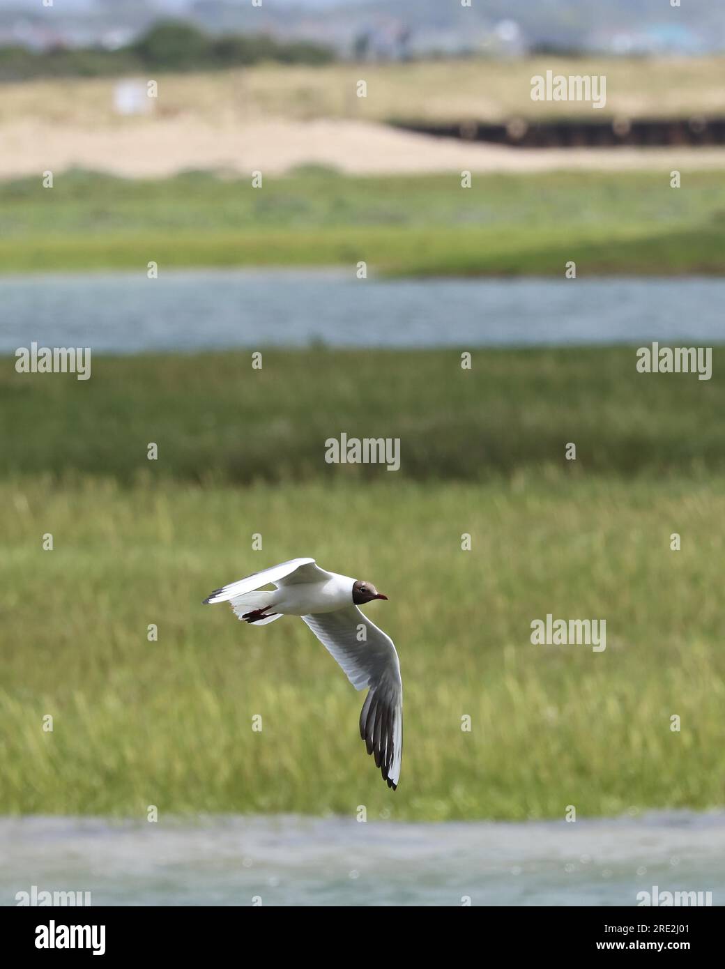 July 2023 - Black headed gull fly by on the beach at Church Norton ...