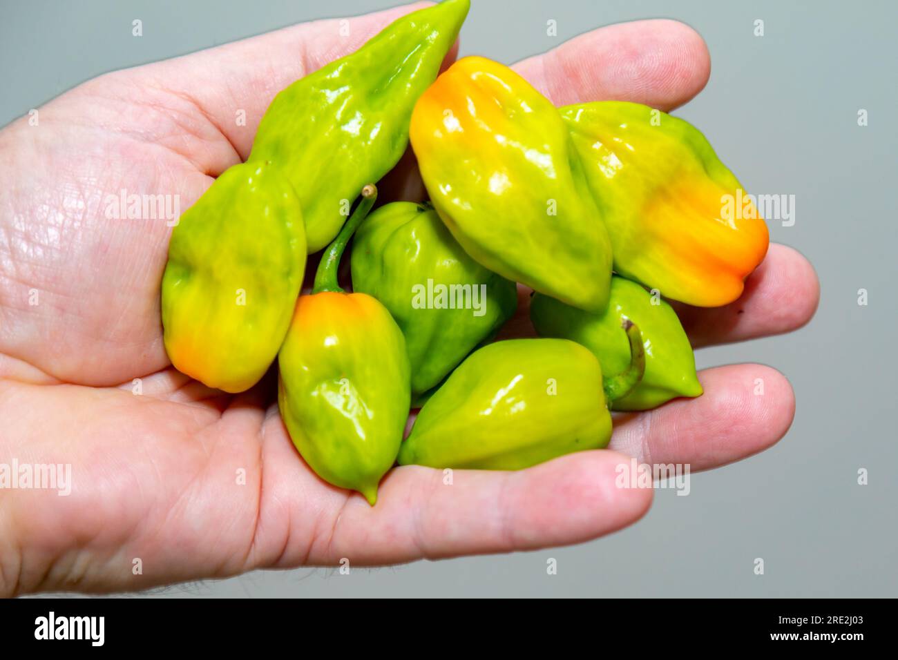 Group of hot pepper (Capsicum chinense Adjuma) in selective focus and ...