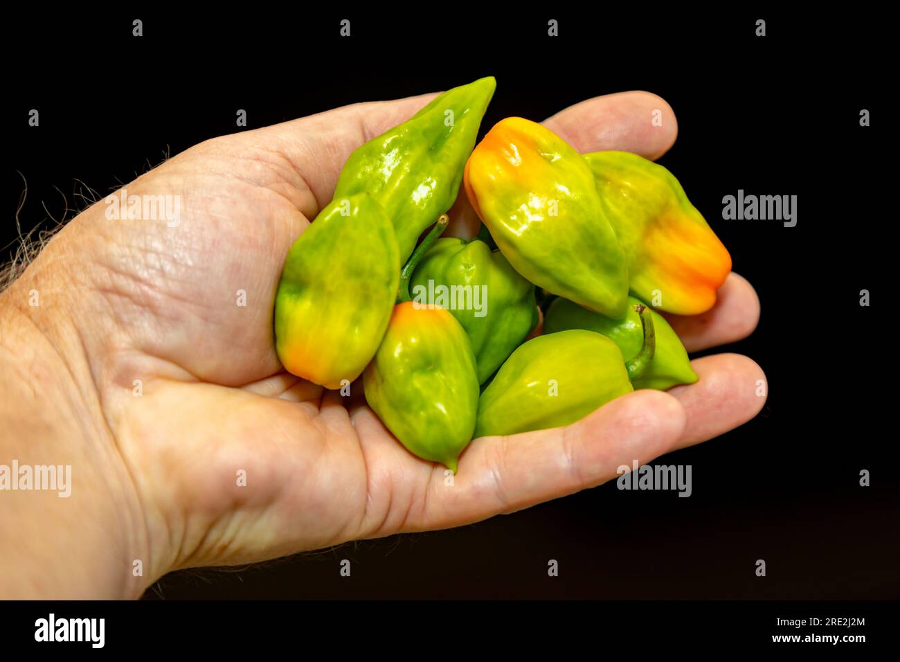 Group of hot pepper (Capsicum chinense Adjuma) in selective focus and ...