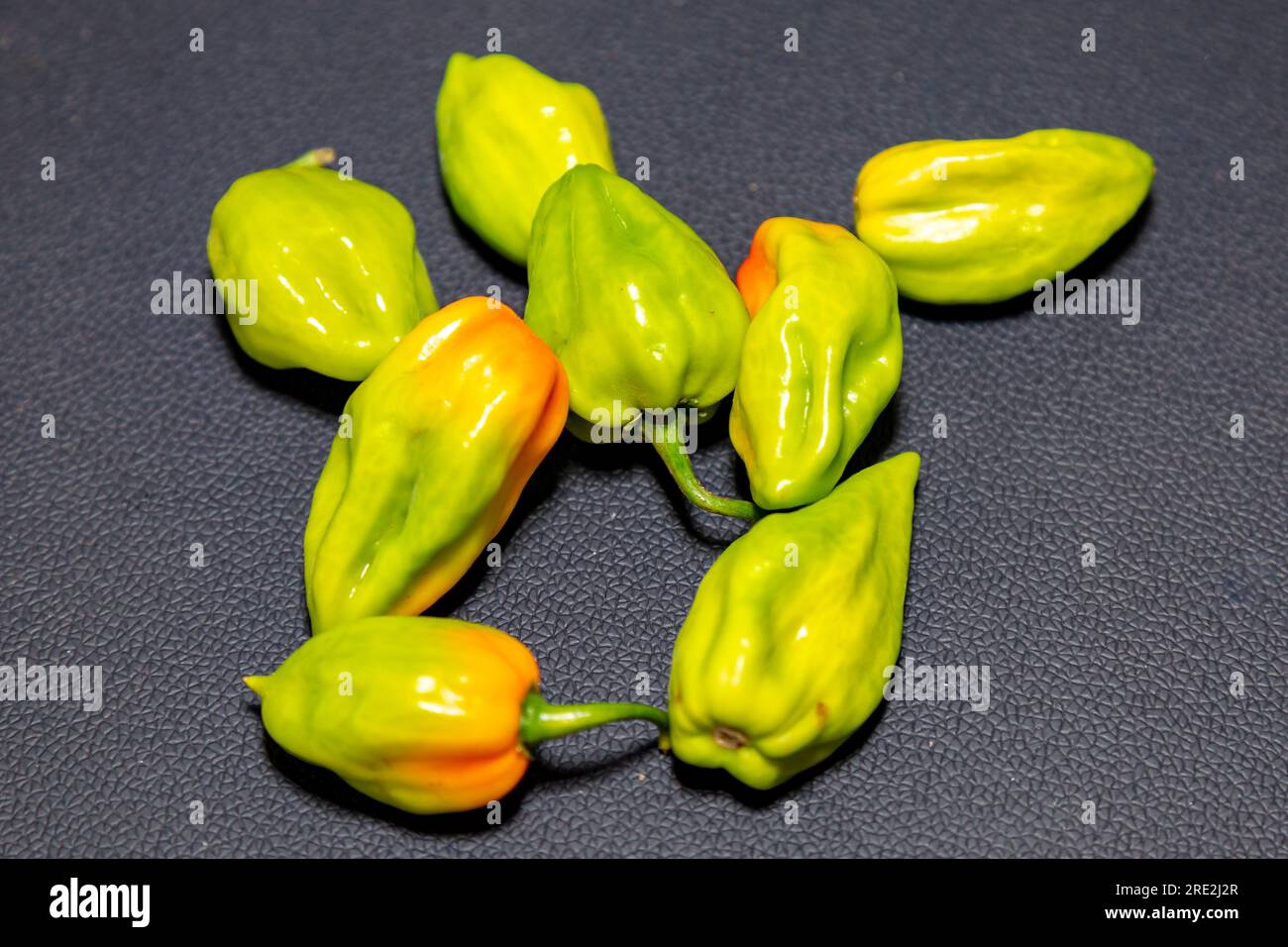 Group of hot pepper (Capsicum chinense Adjuma) in selective focus and ...