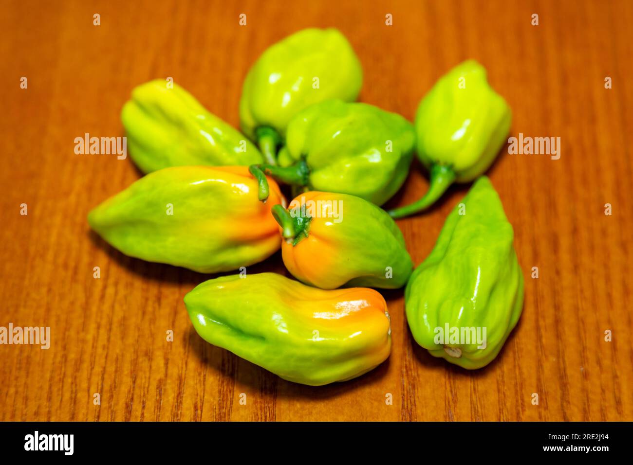 Group of hot pepper (Capsicum chinense Adjuma) in selective focus and ...