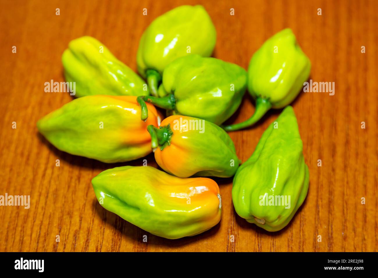Group of hot pepper (Capsicum chinense Adjuma) in selective focus and ...