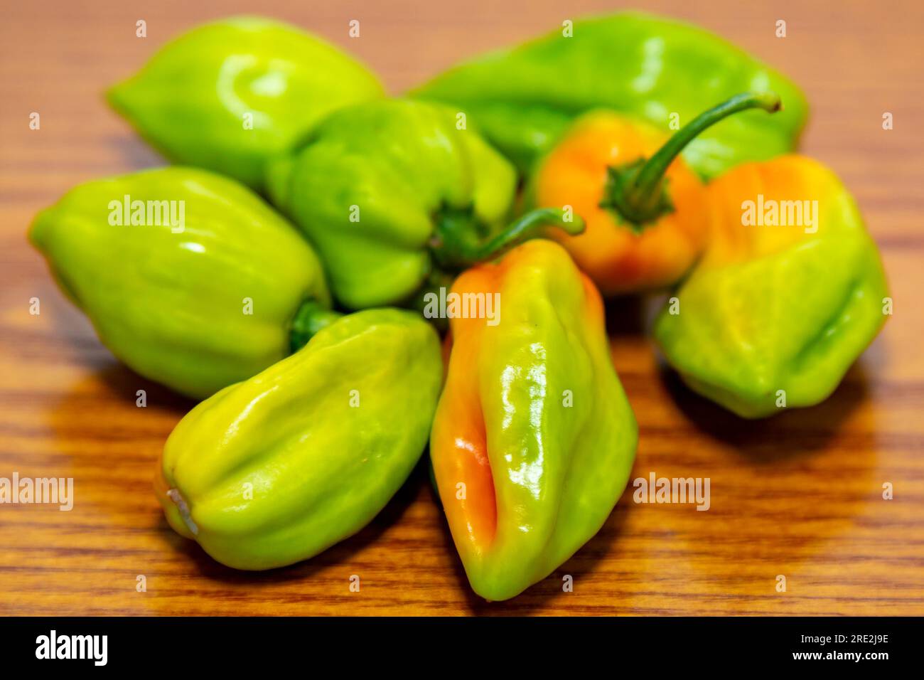 Group of hot pepper (Capsicum chinense Adjuma) in selective focus and ...