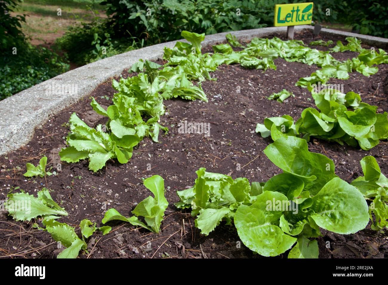 Lettuce in the vegetable garden in springtime Stock Photo - Alamy