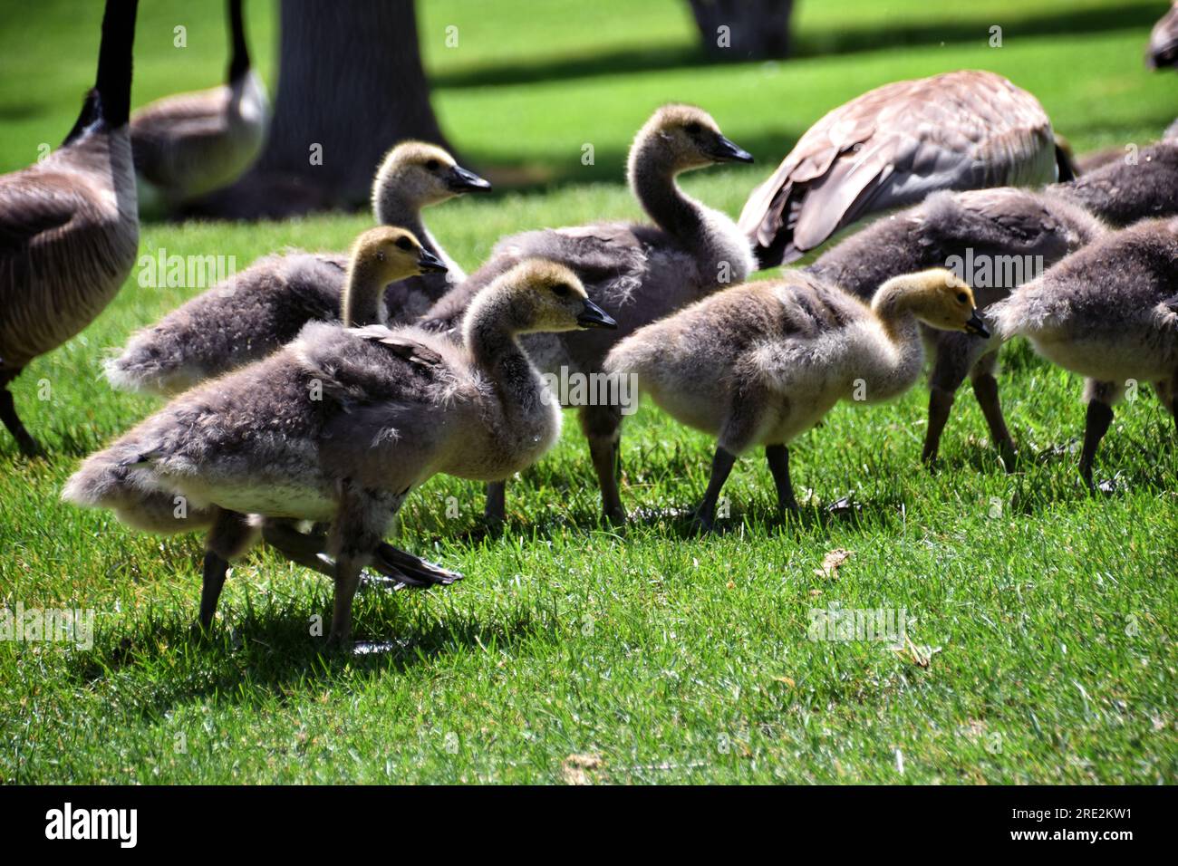 Canadian geese family, parents with goslings at the lake shore at ...