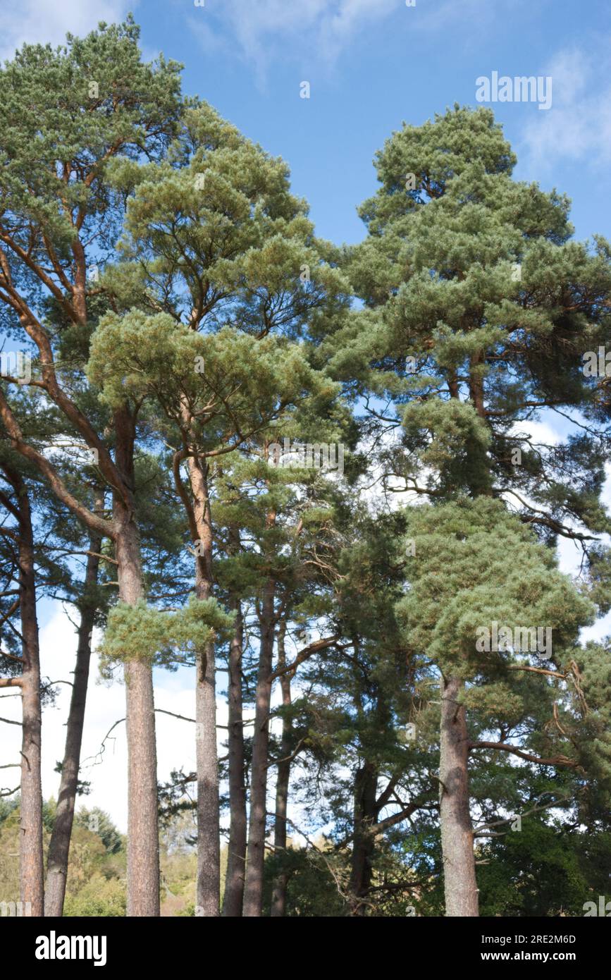 Scottish trees hi-res stock photography and images - Alamy