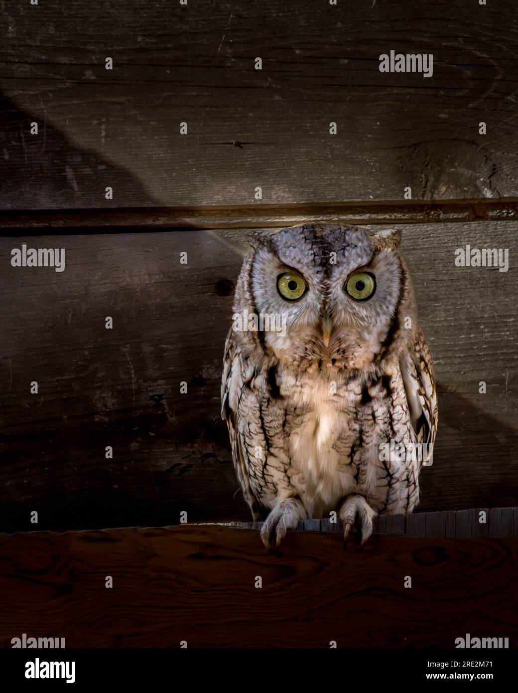 Eastern Screech Owl in a Barn Stock Photo - Alamy