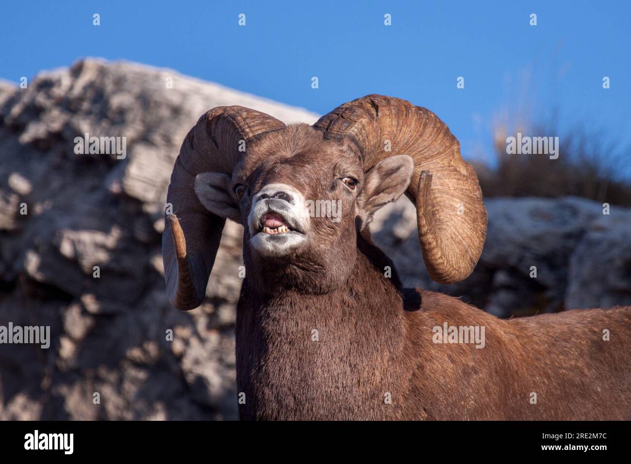 Bighorn sheep during rut hi-res stock photography and images - Alamy