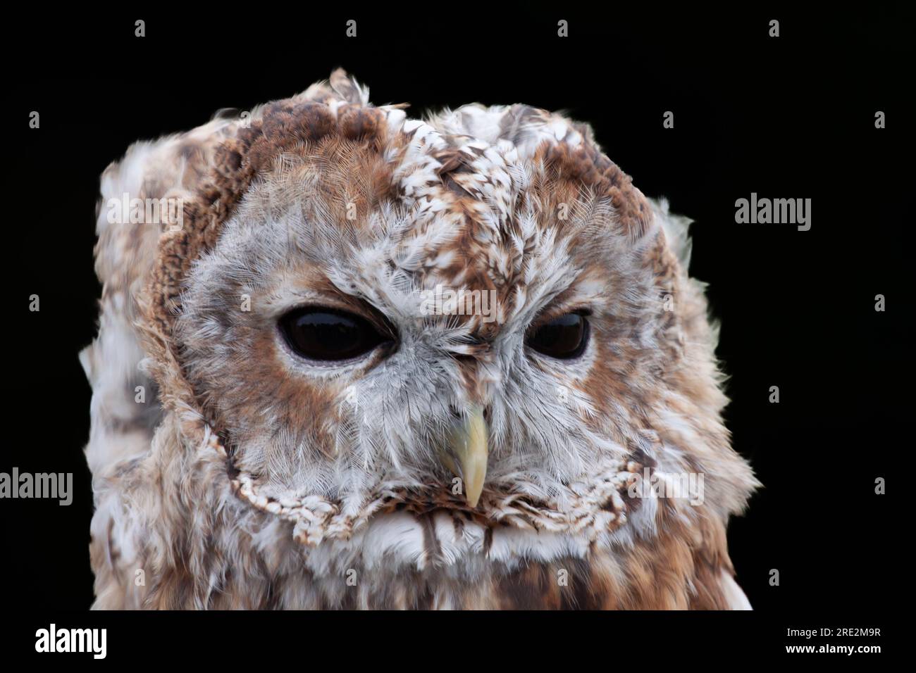 Closeup tawny owl portrait hi-res stock photography and images - Alamy