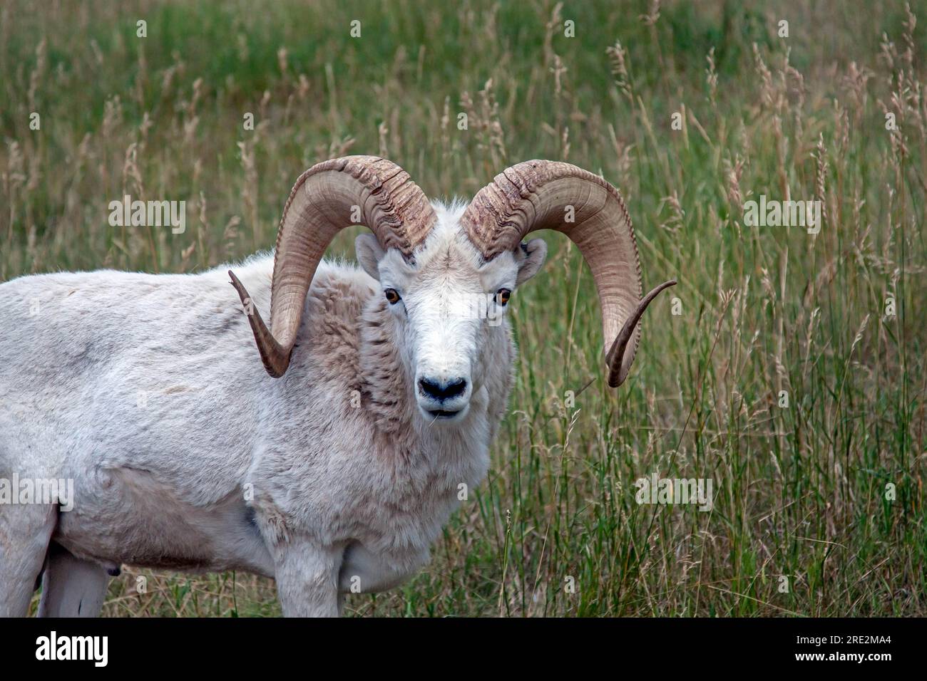 Captive Dahl Sheep with big Curl Stock Photo - Alamy