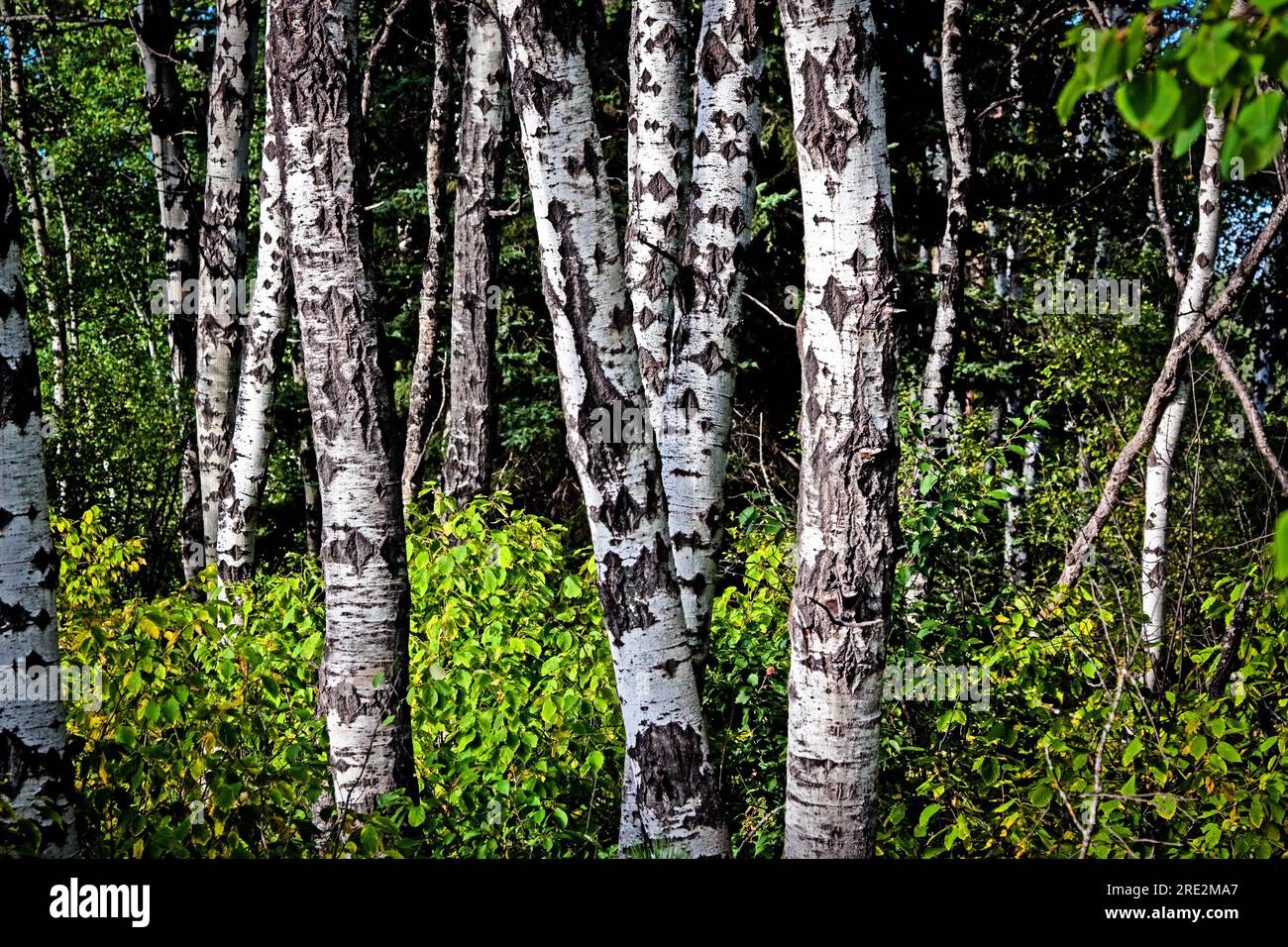 Aspen tree green hi-res stock photography and images - Alamy
