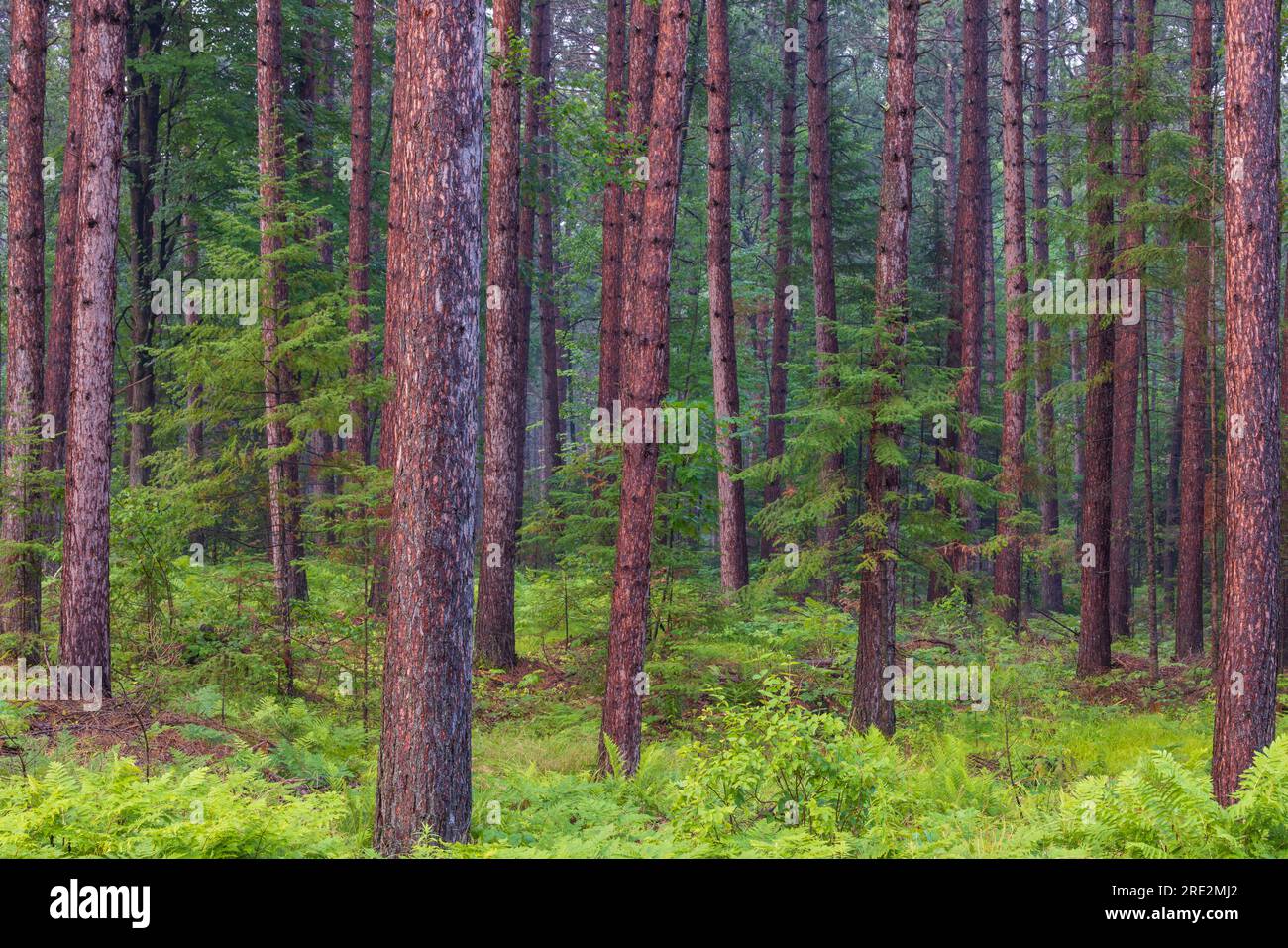 Rain in pine forest hi-res stock photography and images - Alamy