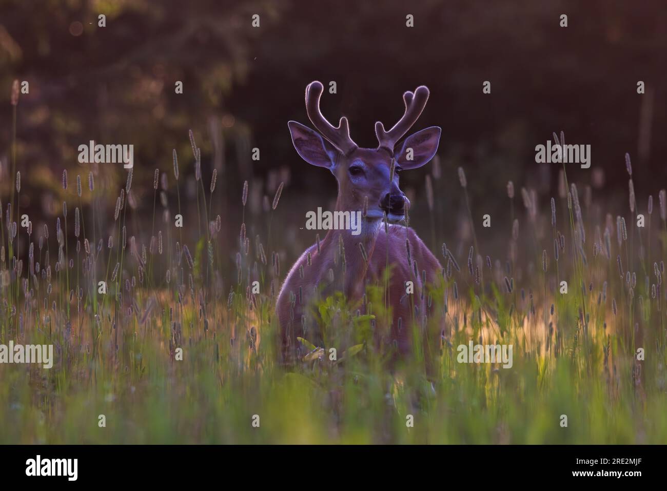 Backlit whitetail hi-res stock photography and images - Alamy