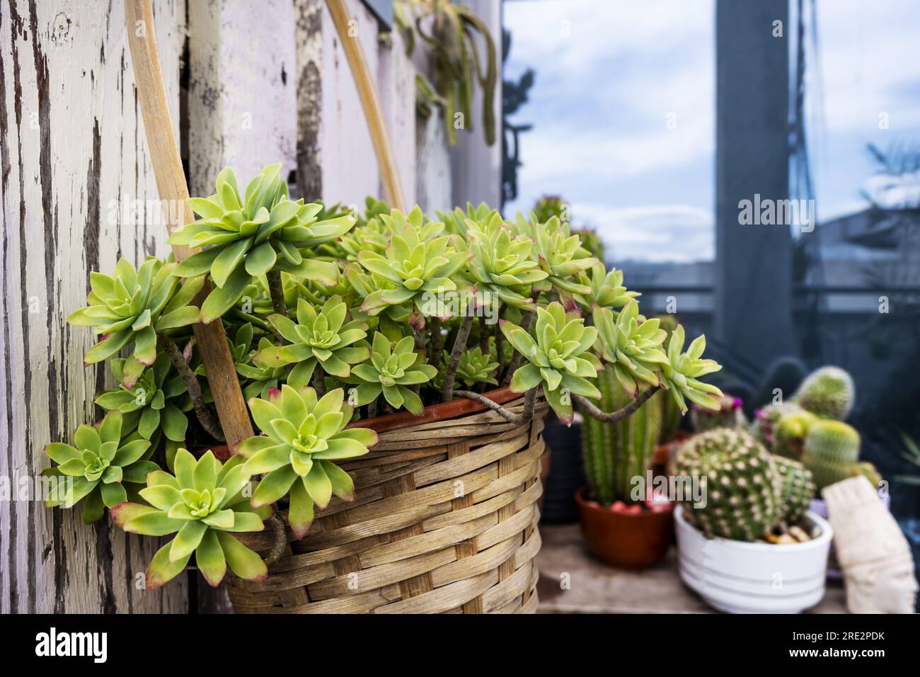 Hanging tree pot hi-res stock photography and images - Alamy