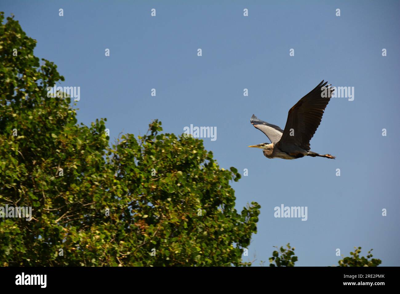 Great Blue Heron in Flight Stock Photo - Alamy