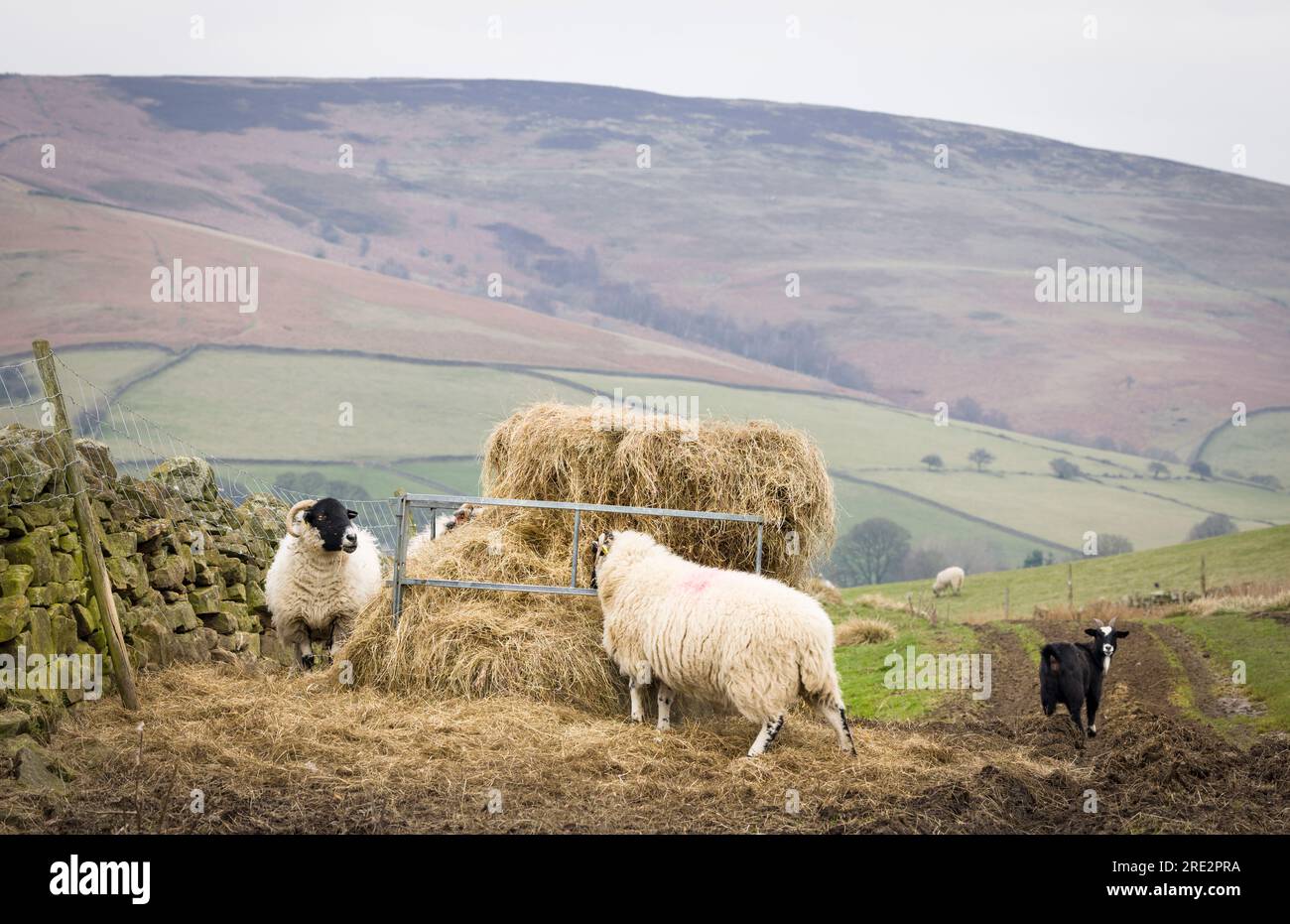 Sheep eating straw on a hill farm in Hope Valley, Peak District ...
