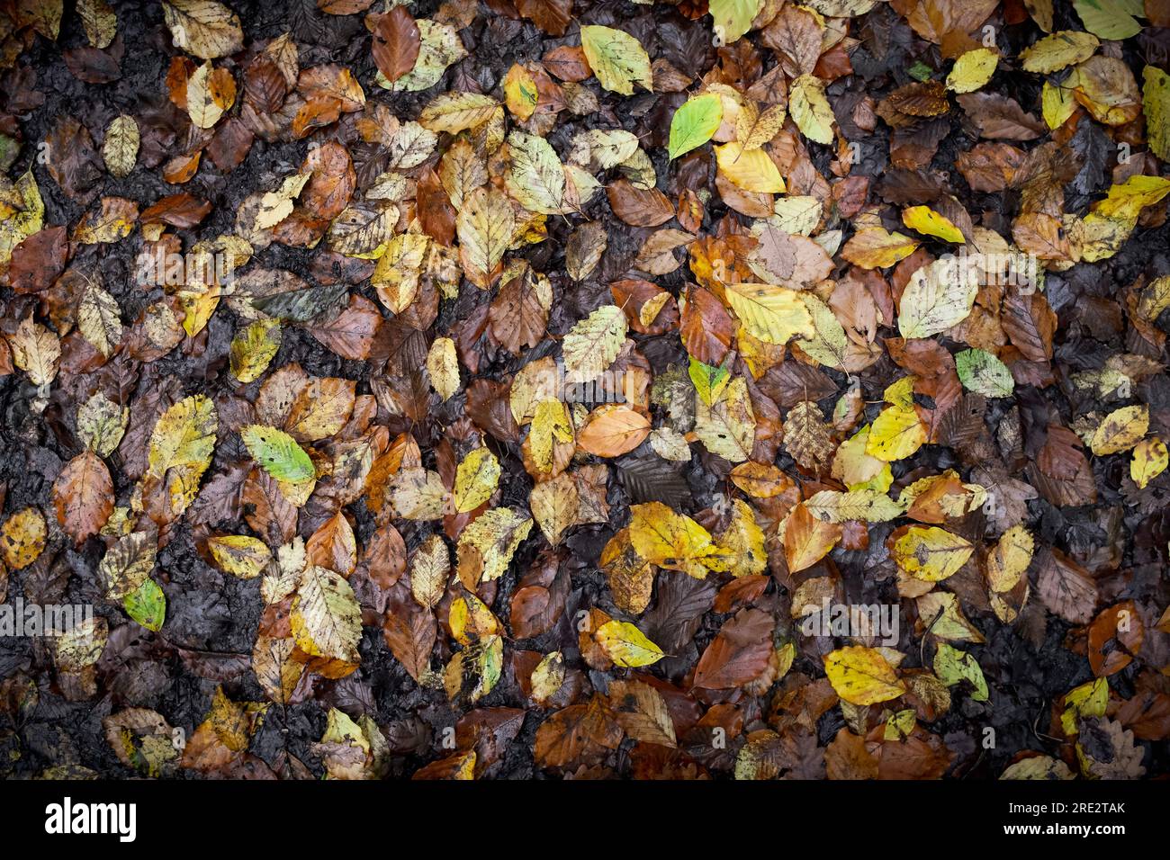 Autumn leaves on the ground, fallen leaves full frame pattern, texture ...