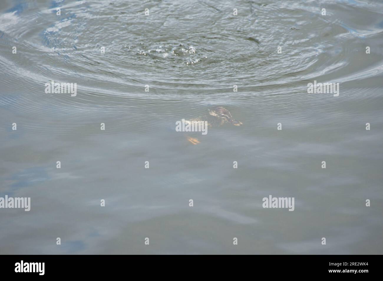 Fishing duck hi-res stock photography and images - Alamy