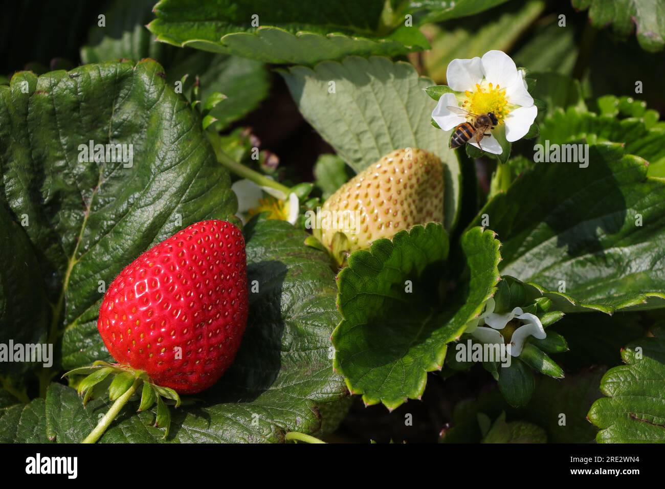 Cape Honey Bee (Apis mellifera capensis) Pollenating A Strawberry ...