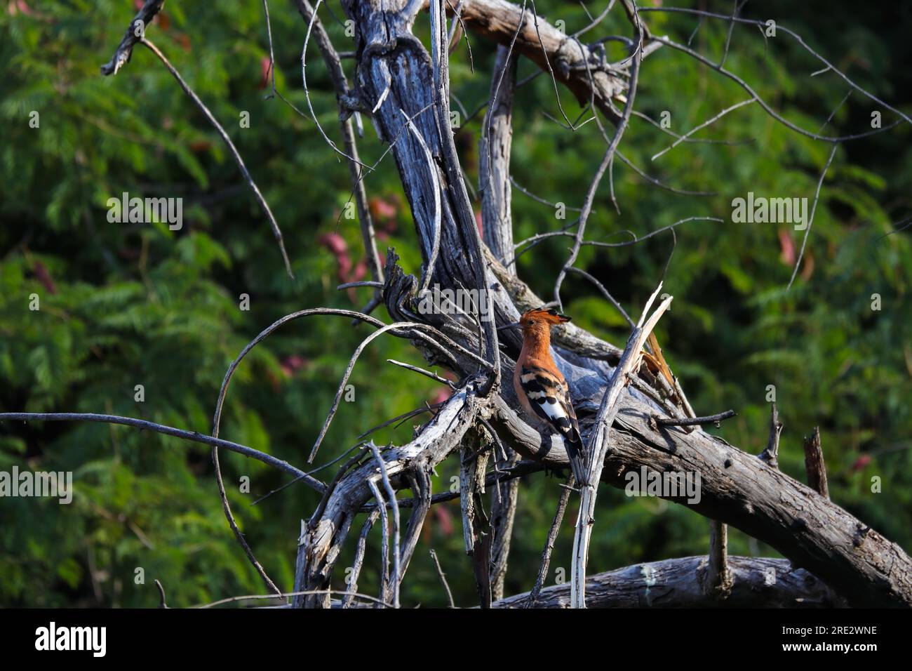 African Hoopoe Perched On Fallen Tree (Upupa africana Stock Photo - Alamy