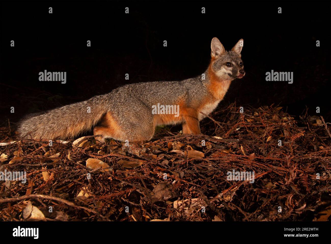 Perked hi-res stock photography and images - Alamy