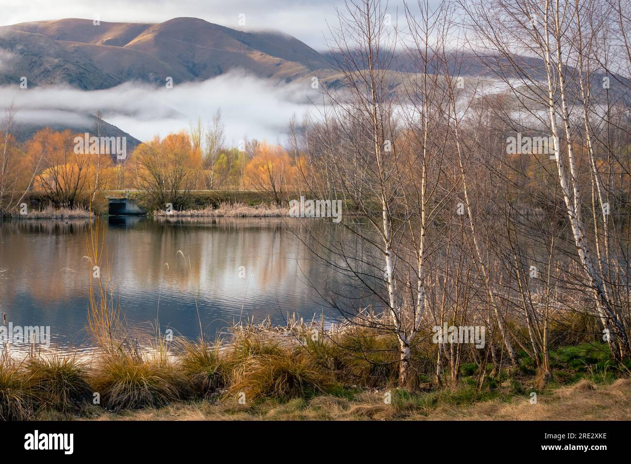 Silver Birch trees by a reflective pond Stock Photo - Alamy