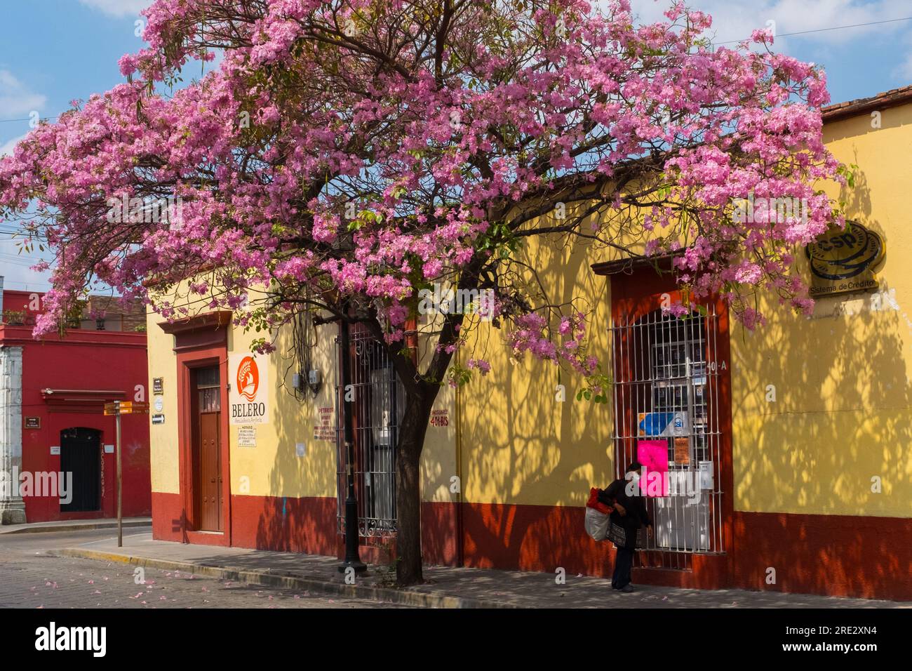 Spring, Oaxaca city, Mexico Stock Photo - Alamy