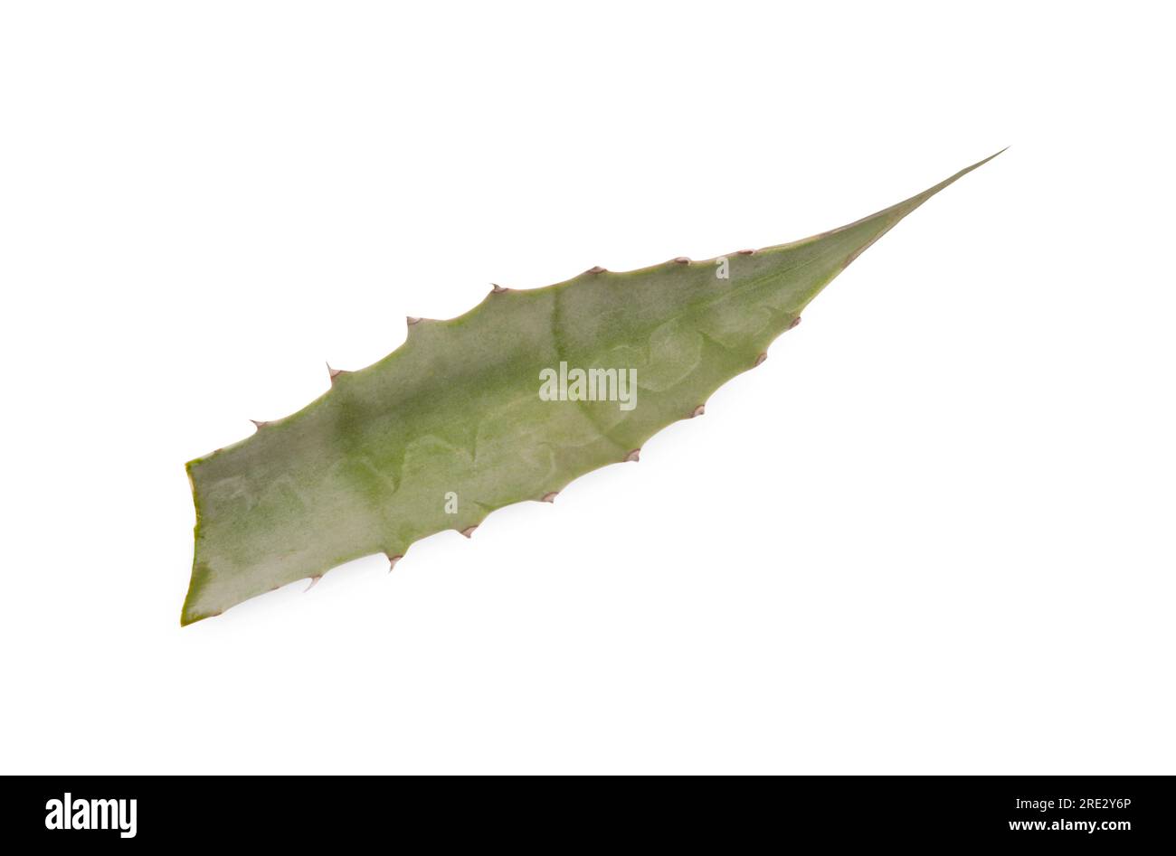 Agave leaf Cut Out Stock Images & Pictures - Alamy