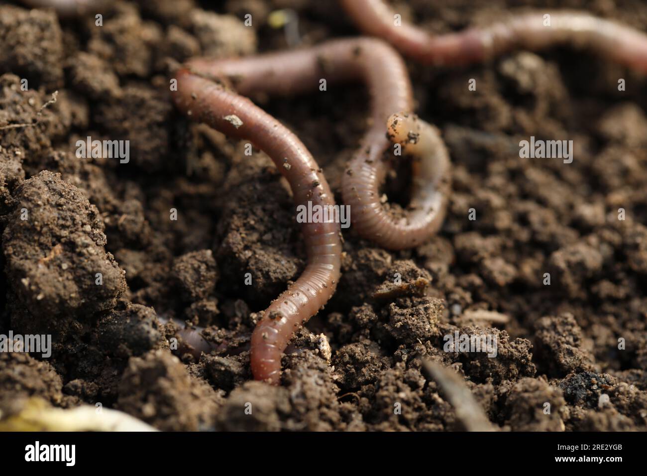 Worm on wet soil, closeup. Terrestrial invertebrates Stock Photo - Alamy