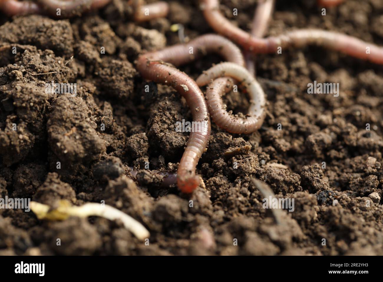 Worm on wet soil, closeup. Terrestrial invertebrates Stock Photo - Alamy