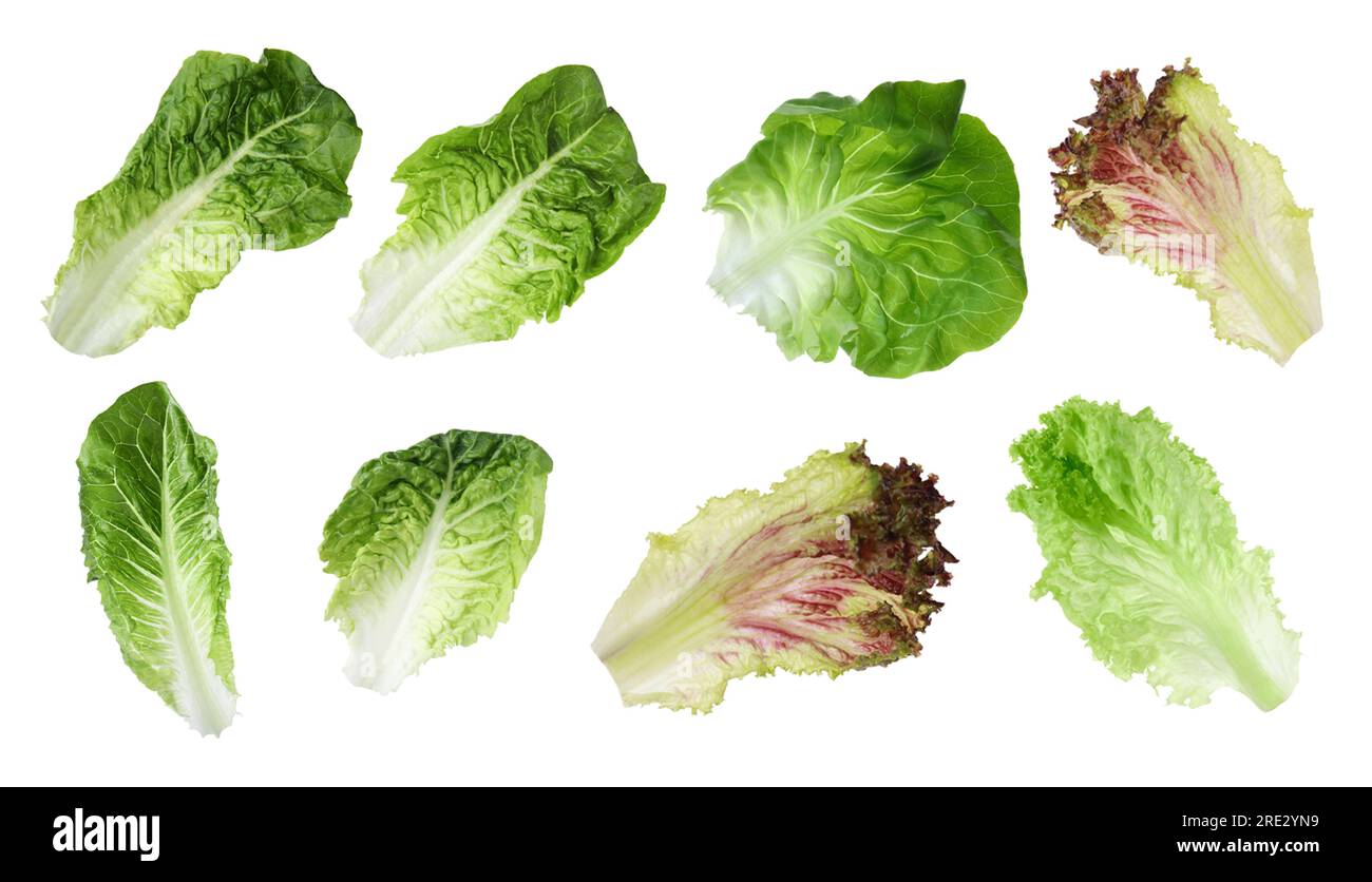 Different types of lettuce isolated on white, collage design Stock ...