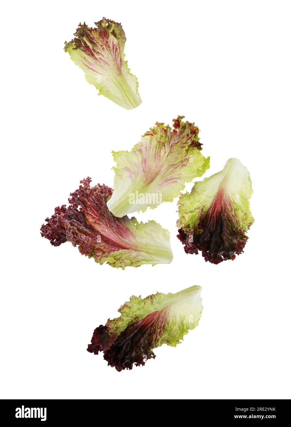 Lollo rosso lettuce on white background Cut Out Stock Images & Pictures ...