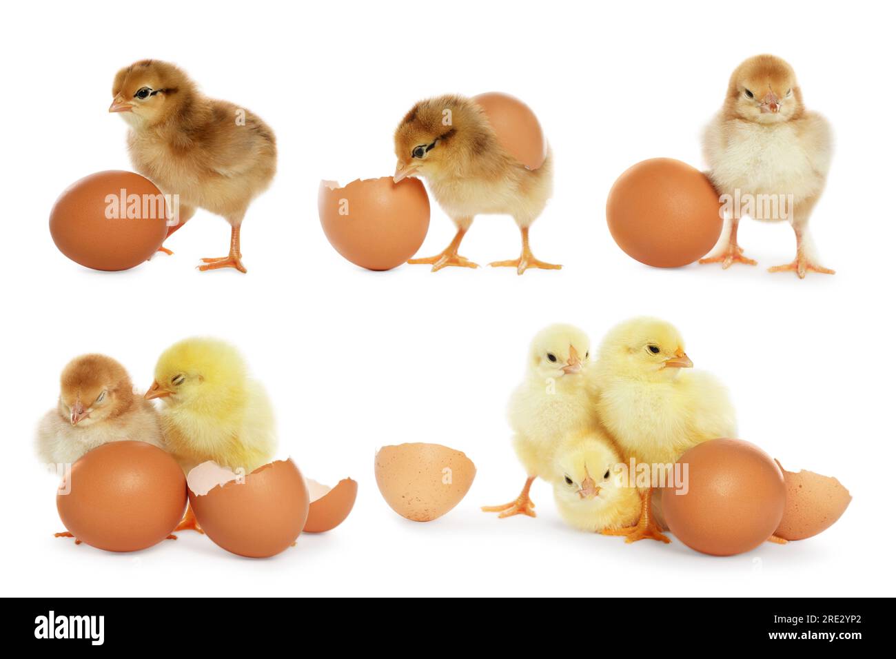Collage with small cute baby chickens and eggs isolated on white Stock ...