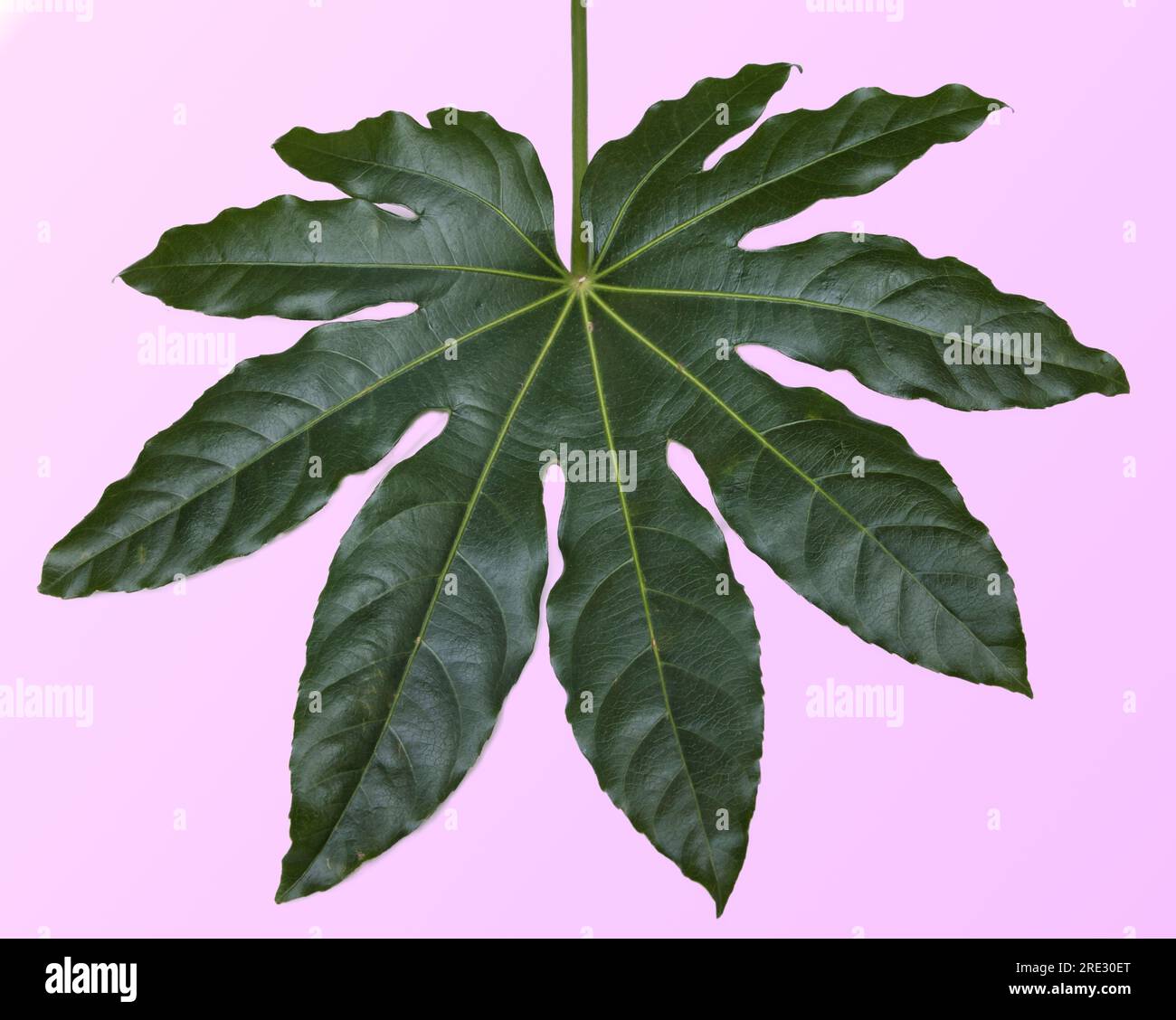 Giant green aralia leaf with pink background Stock Photo - Alamy